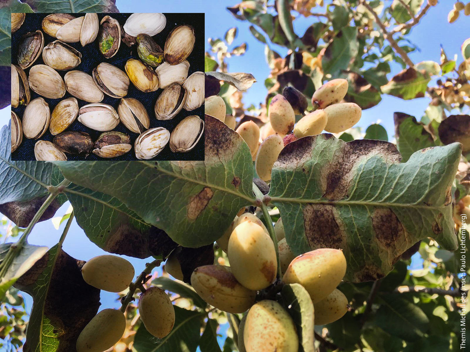 Most common pistachio disease and pests – eOrchard blog