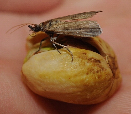 Most common pistachio disease and pests – eOrchard blog