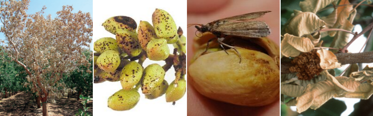 Most common pistachio disease and pests – eOrchard blog