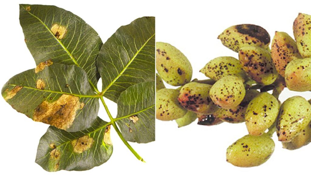 Most common pistachio disease and pests – eOrchard blog